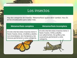 Exploring Animal Classes and Their Life Cycles: Mammals, Amphibians ...