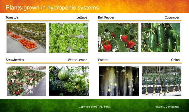 Hydroponics | PPTX | Agriculture | Industries