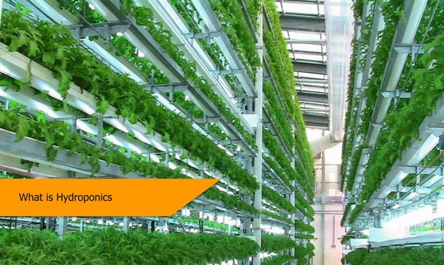 Hydroponics | PPTX | Agriculture | Industries