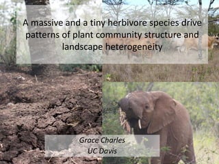 ESA 2014 A massive and a tiny herbivore species drive patterns of plant ...
