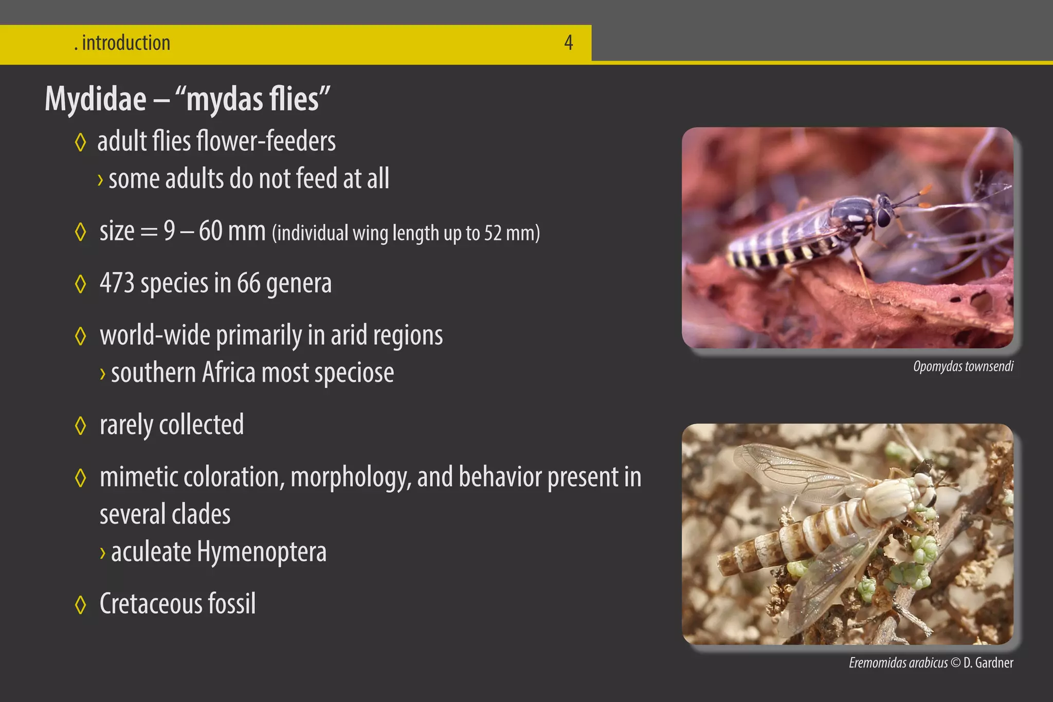 TDikow Apioceridae + Mydidae morphological phylogeny ESA 2012 | PPT