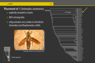TDikow Apioceridae + Mydidae morphological phylogeny ESA 2012 | PPT