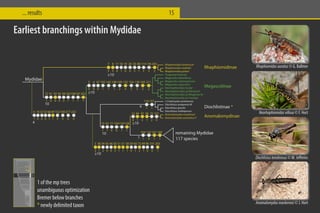 TDikow Apioceridae + Mydidae morphological phylogeny ESA 2012 | PPT