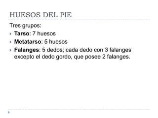 Escafoides tarso metatars y falanges | PPTX