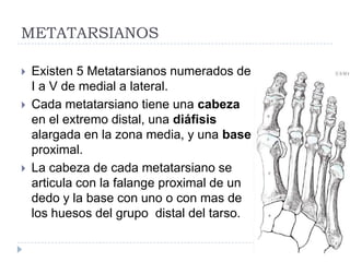 Escafoides tarso metatars y falanges | PPTX