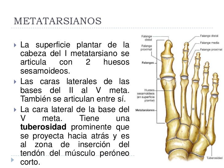 Escafoides tarso metatars y falanges