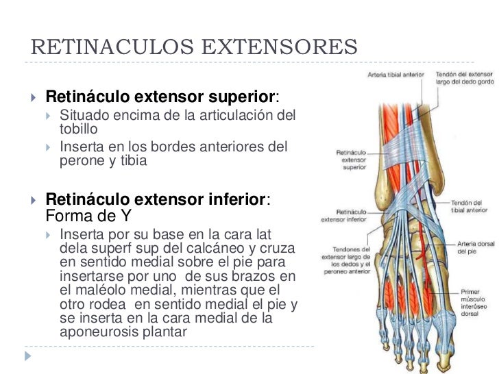 Escafoides tarso metatars y falanges