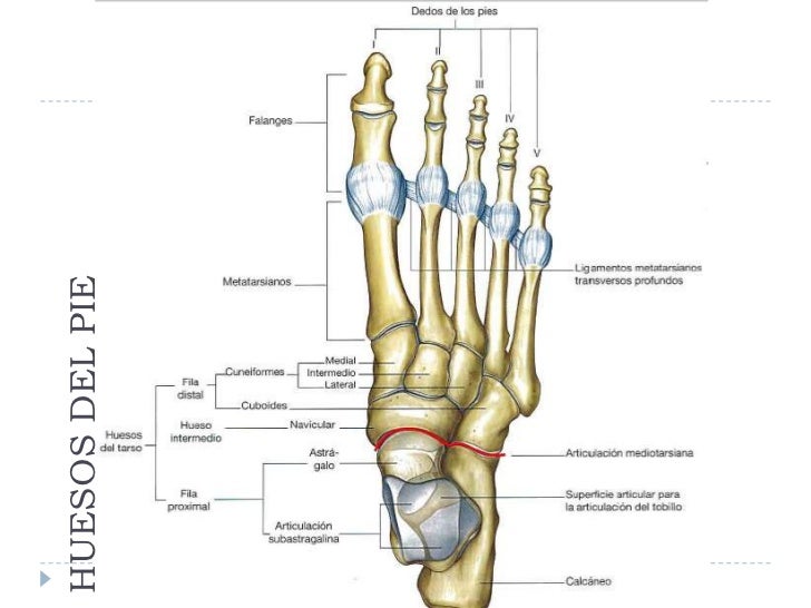 Nombre De Los Huesos De Tarso