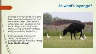 Farm to table; Dairy Marketing in Rwanda | PDF