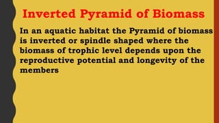 Ecological Pyramid | PPTX