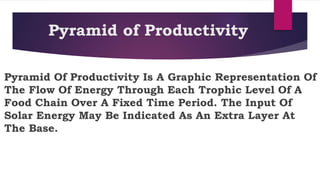 Ecological Pyramid | PPTX