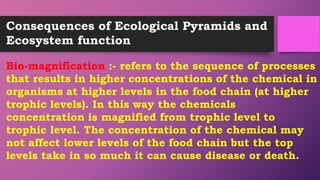 Ecological Pyramid | PPTX