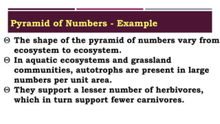 Ecological Pyramid | PPTX