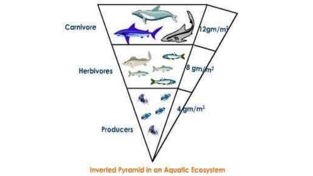 Bioaccumulation Pyramid