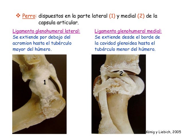 Clase sobre la articulación escapulo humeral, radio cubital
