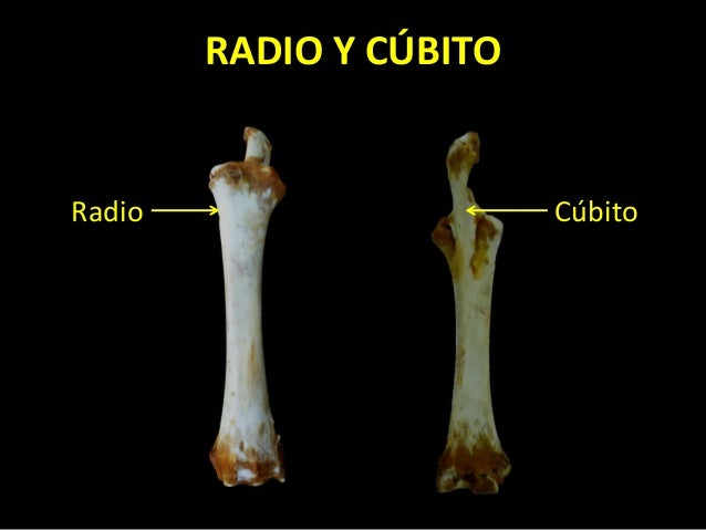 Clase sobre la articulación escapulo humeral, radio cubital