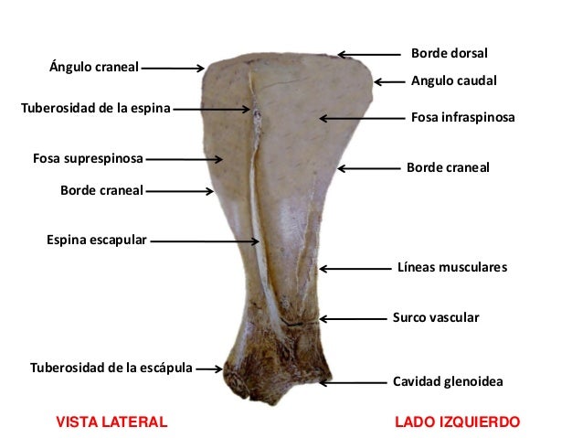 Clase sobre la articulación escapulo humeral, radio cubital