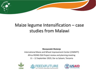 Maize legume Intensification – case studies from Malawi | PPTX