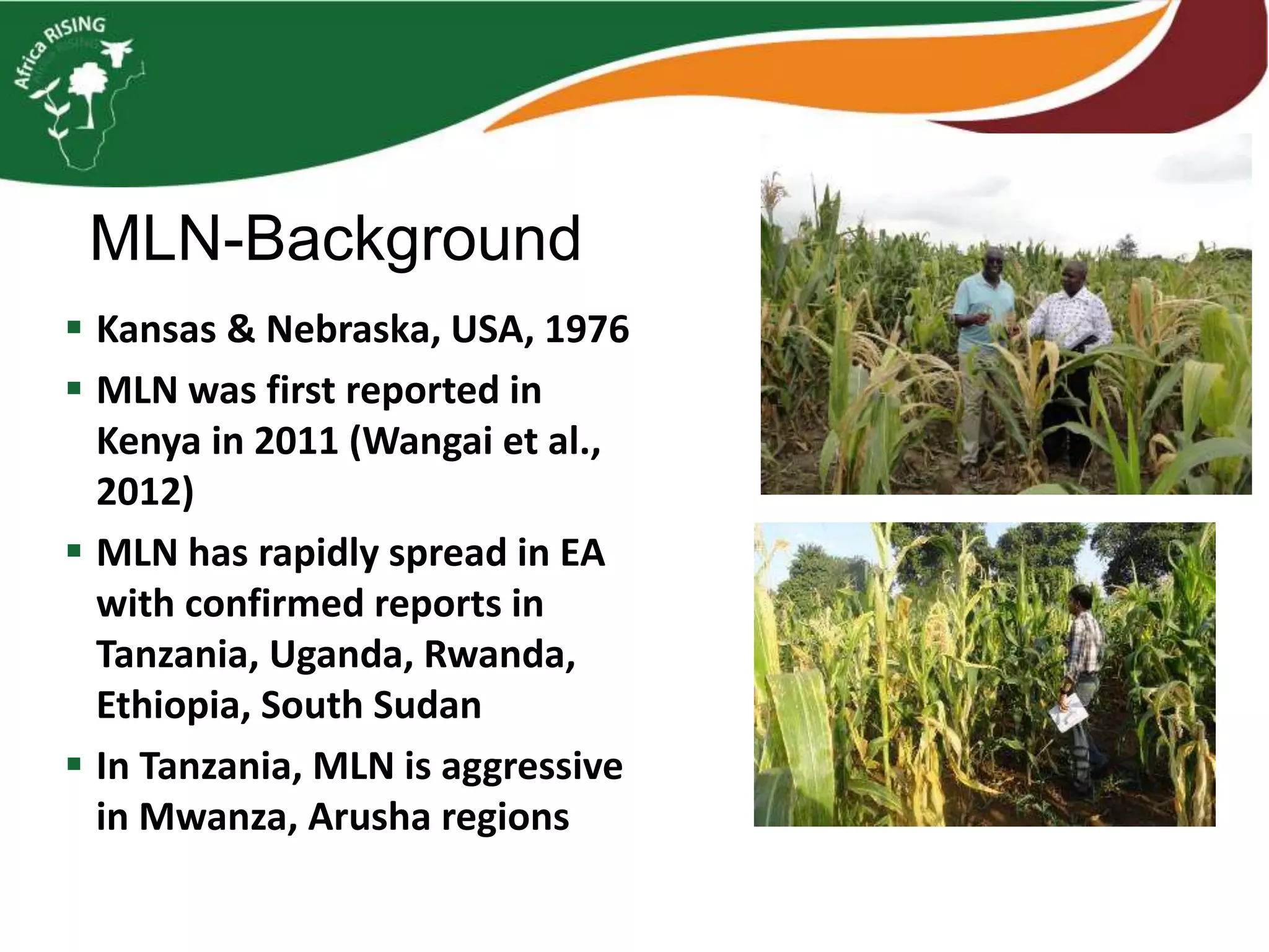 Management of Maize Lethal Necrosis (MLN) in Tanzania | PPTX
