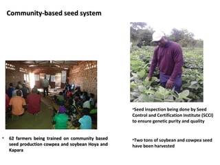 Maize and legume variety diversification and enhanced seed delivery in ...