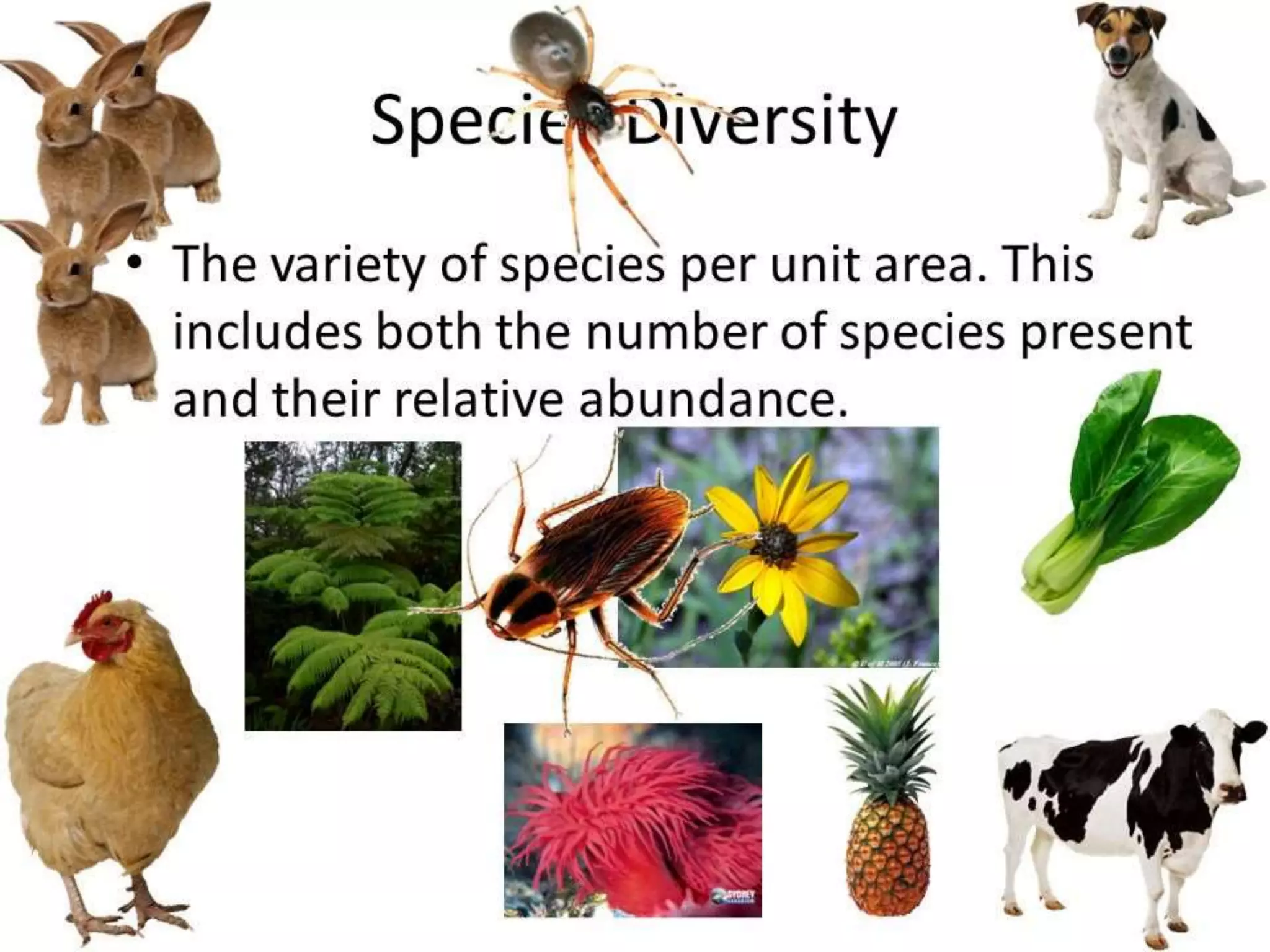 ES_Biodiversity_1_Intro&Types | PPTX