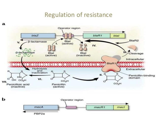 beta lactamases