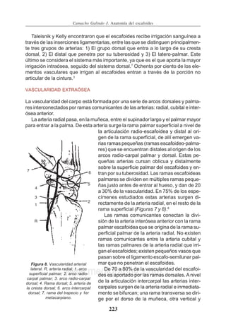 Escafoides | PDF