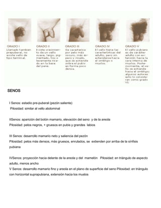 Escala de tanner | DOCX