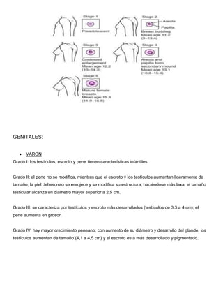 Escala de tanner | DOCX