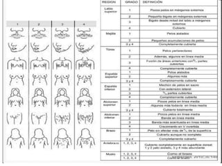 Escala ferriman y gallwey | PPT