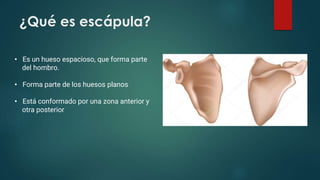Escapula Expo.pptx