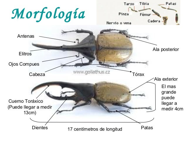 orden coleoptera