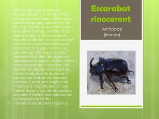 Escarabat rinoceront | PPTX