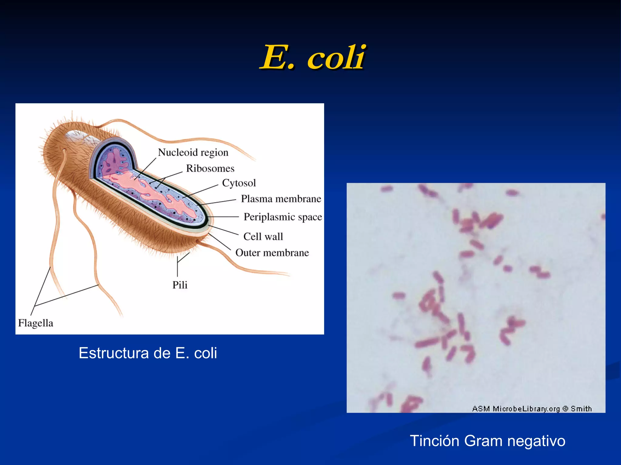 Escherichia coli | PPT