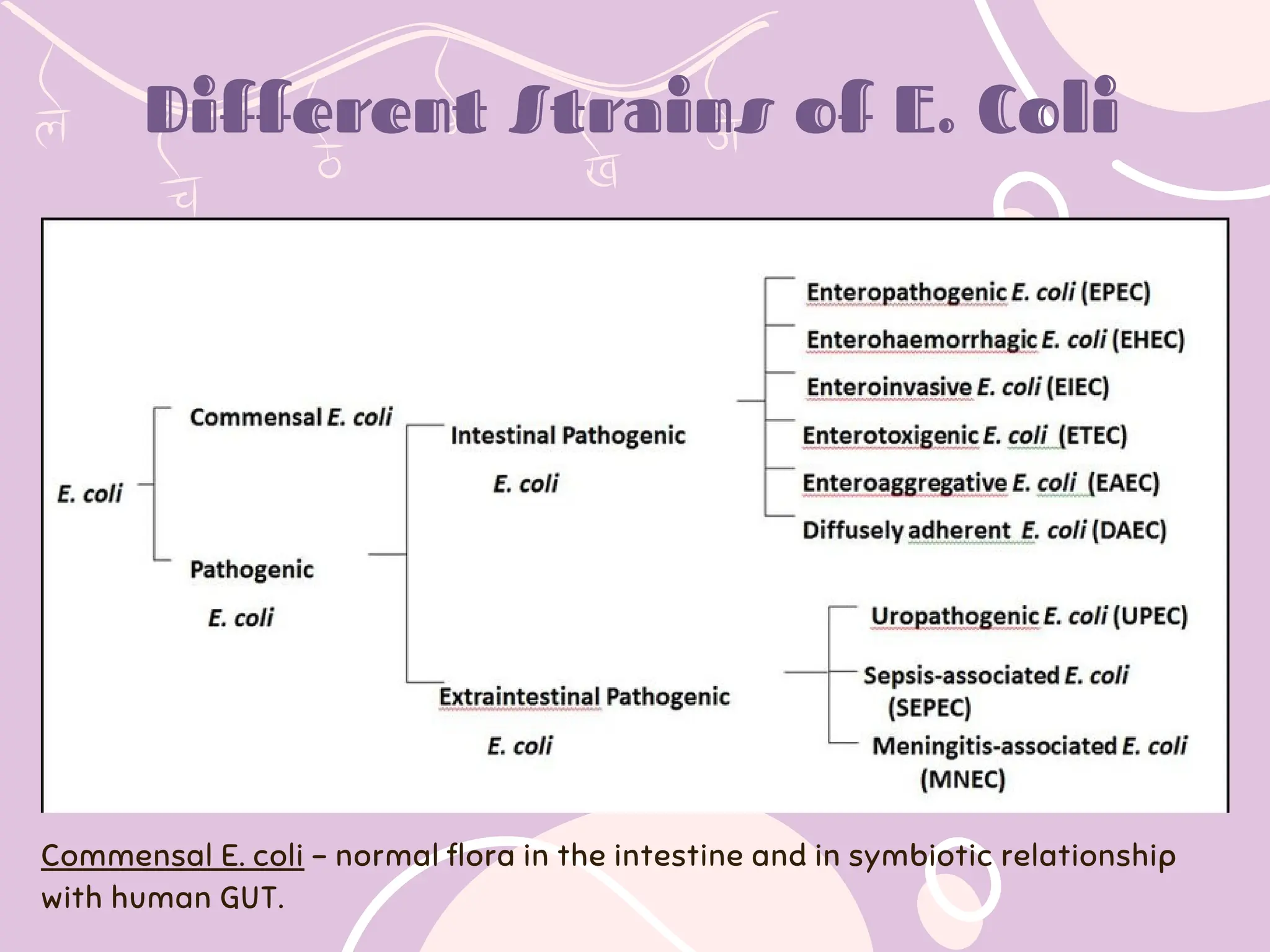 Escherichia-Coli.pdf