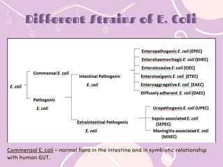 Escherichia-Coli.pdf