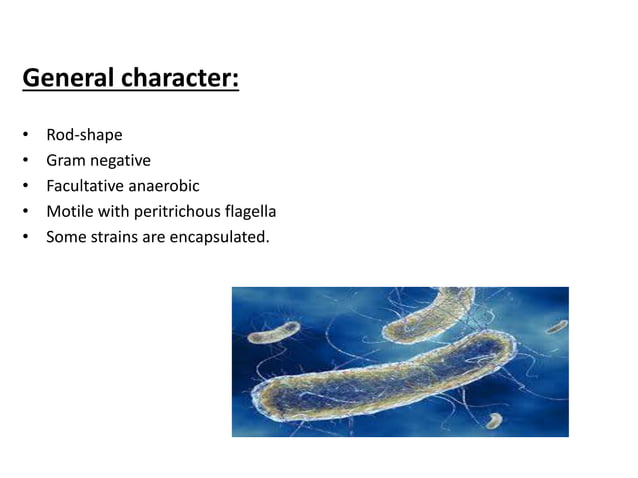 Escherichia coli lecture | PPTX