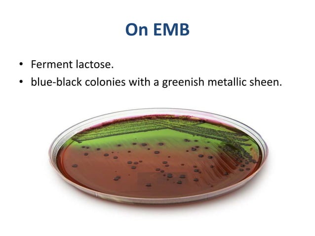 Escherichia coli lecture | PPTX