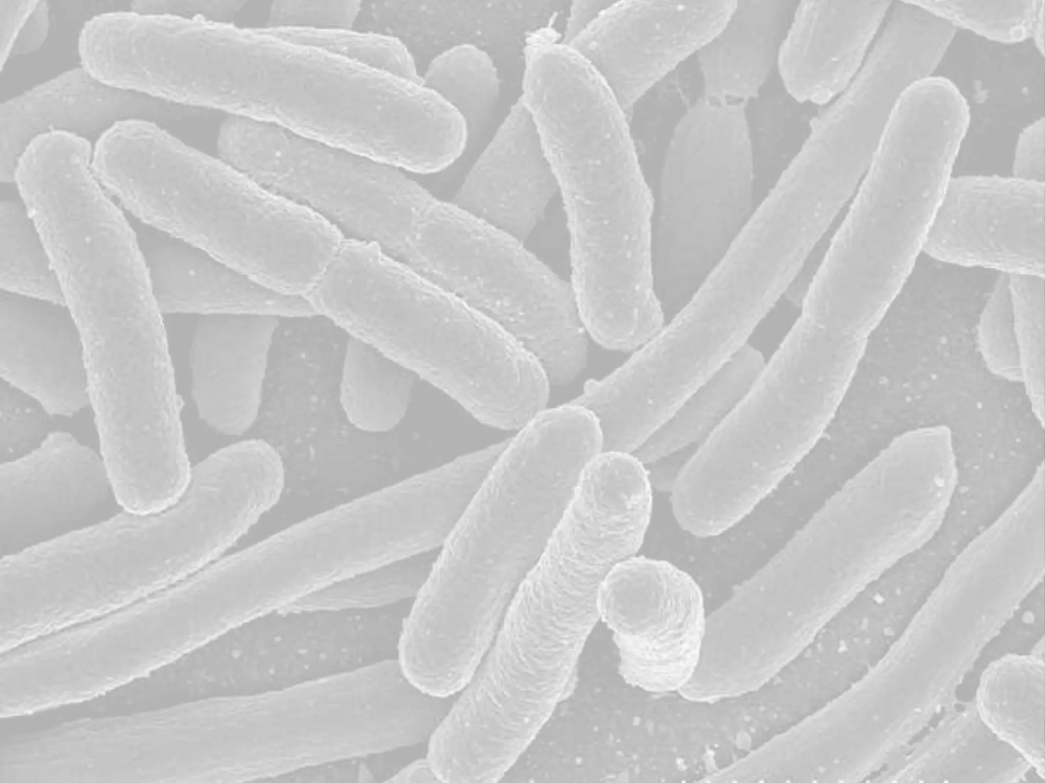 Escherichia coli | PPTX