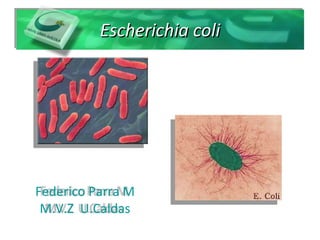 Escherichia coli - Avicultura - Federico Parra M | PPT