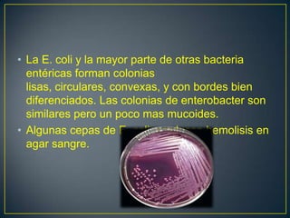 Agar Sangre E Coli