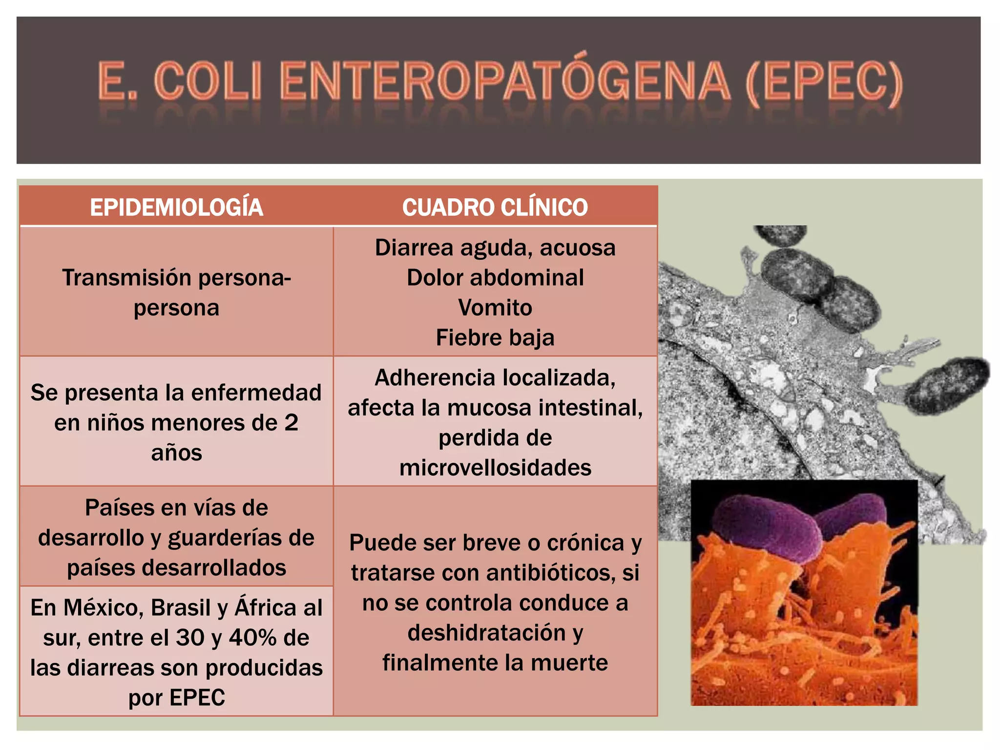 Escherichia coli | PPTX