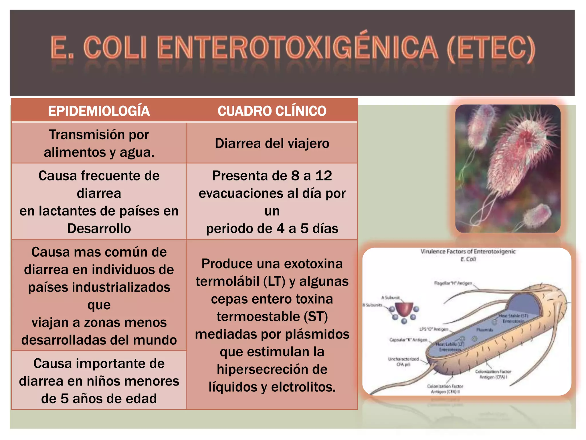 Escherichia coli | PPTX