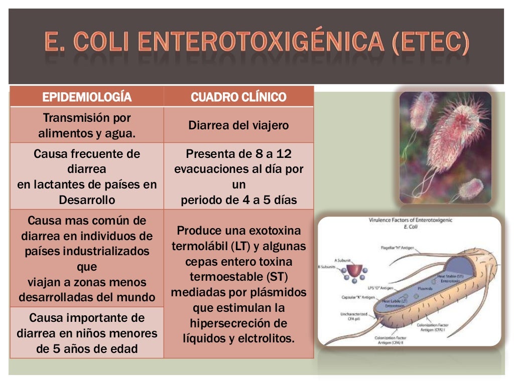 Escherichia coli
