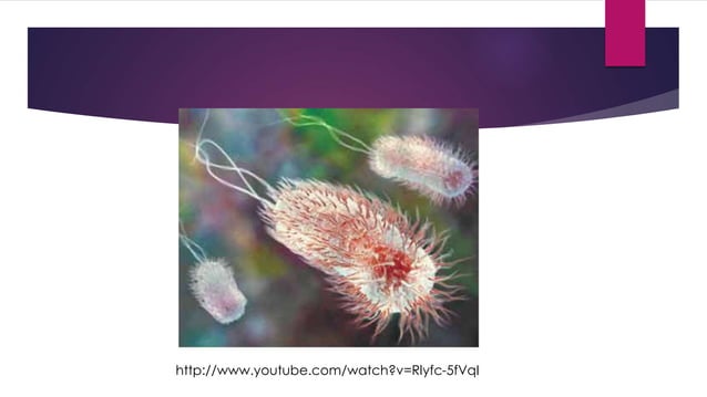 Escherichia coli | PPTX
