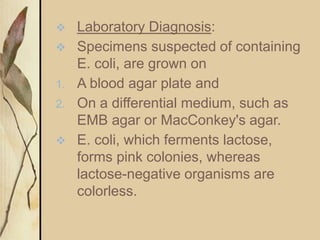 Escherichia coli | PPTX