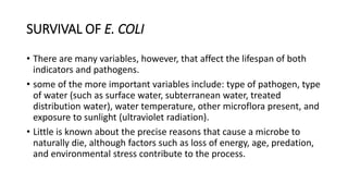 Escherichia coli as water indicator | PPTX