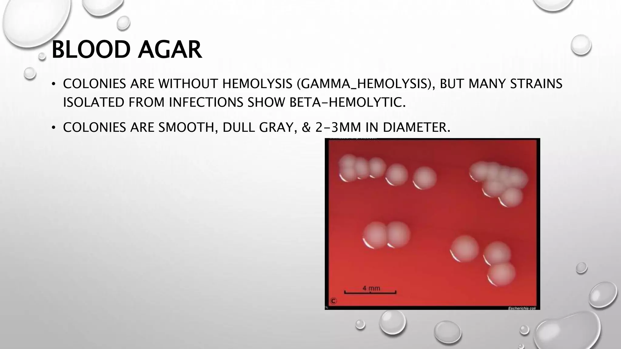 Escherichia coli (E coli) | PPTX