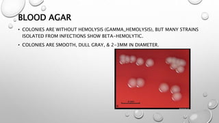 Escherichia coli (E coli) | PPTX
