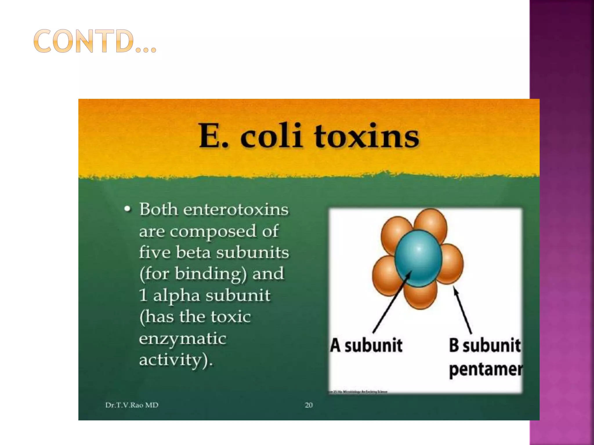 Escherichia coli | PPTX